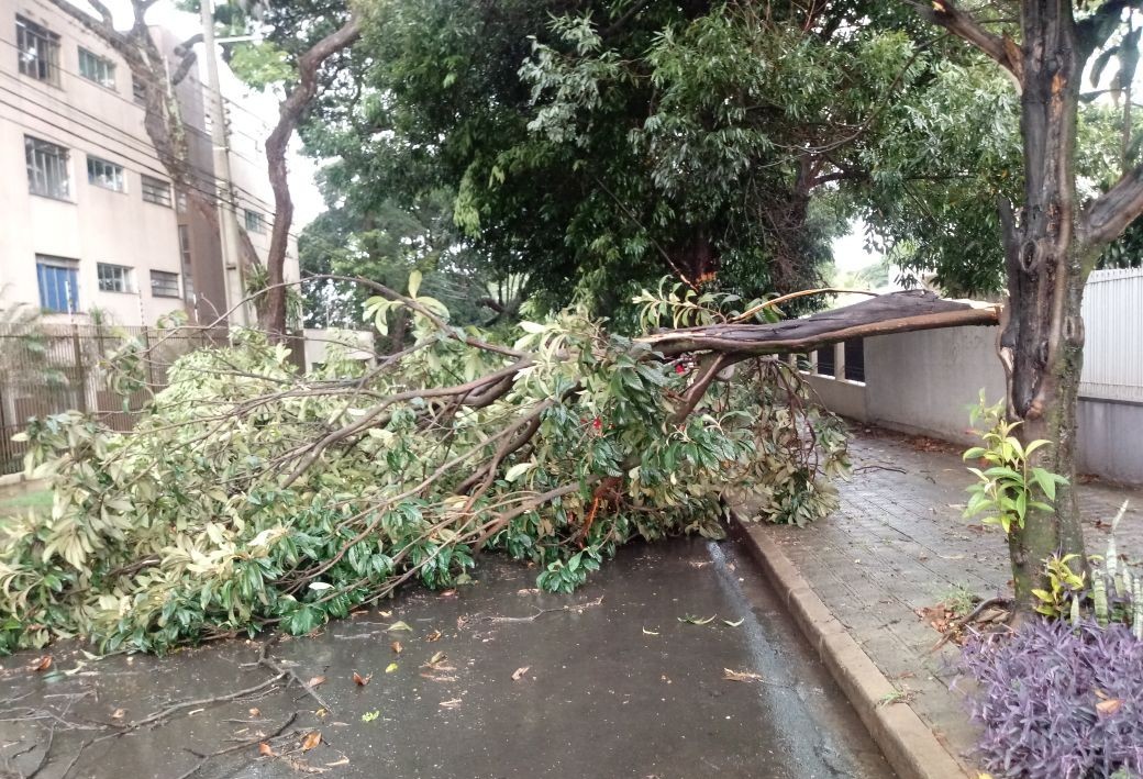Chuva rápida derrubou três árvores em Maringá Chuva rápida derrubou três árvores em Maringá